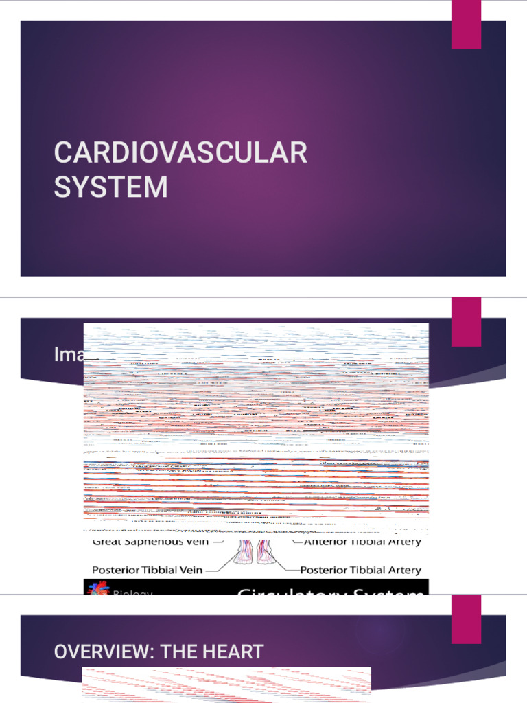 Cardiovascular System | PDF