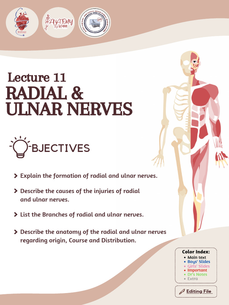 L11- Radial & Ulnar nerves | PDF
