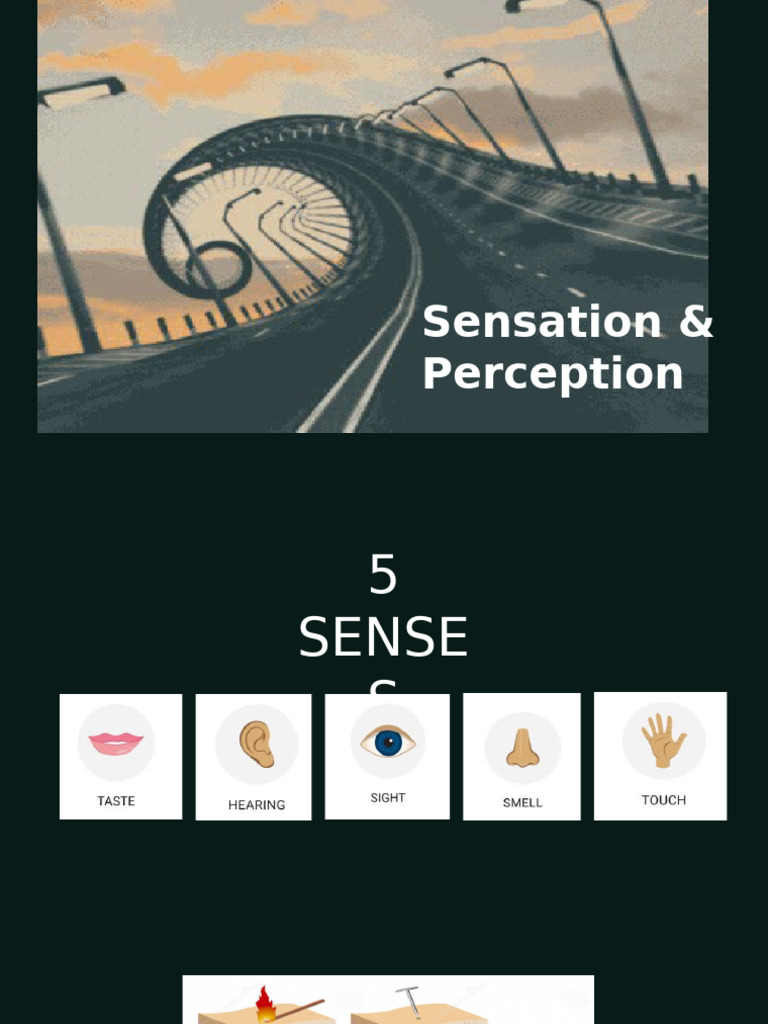 Sensation and Perception Part 1 | PDF
