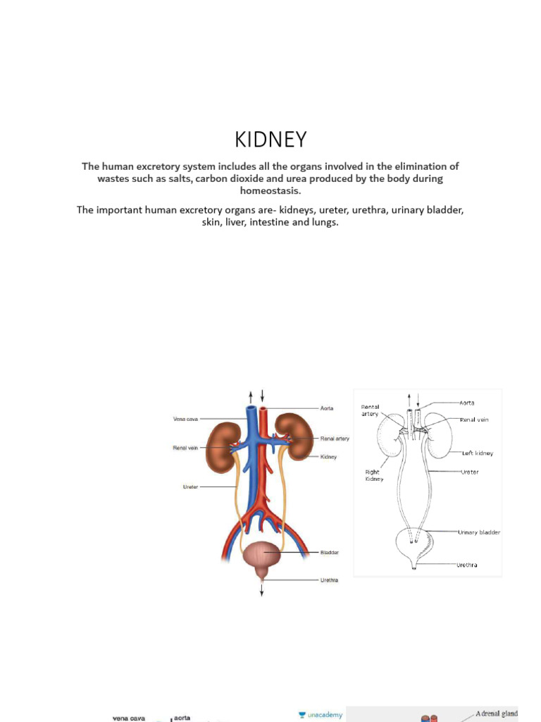 KIDNEY | PDF