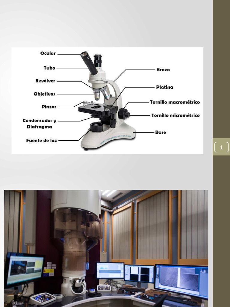 Bacterias Comprimido | PDF