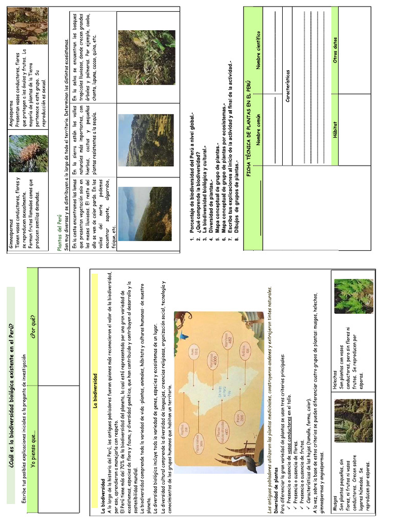 FICHA CYT- 10-09-2024- | PDF