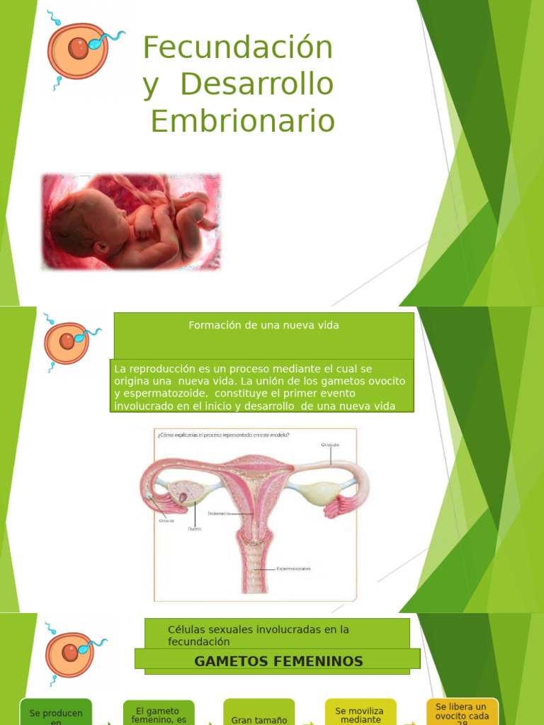 Clase 3 Séptimo Fecundación. | PDF