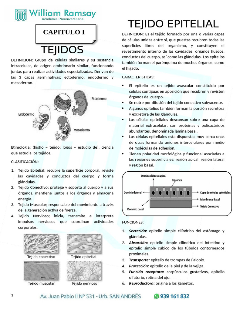 Compendio 1 Anatomia LEYDI | PDF