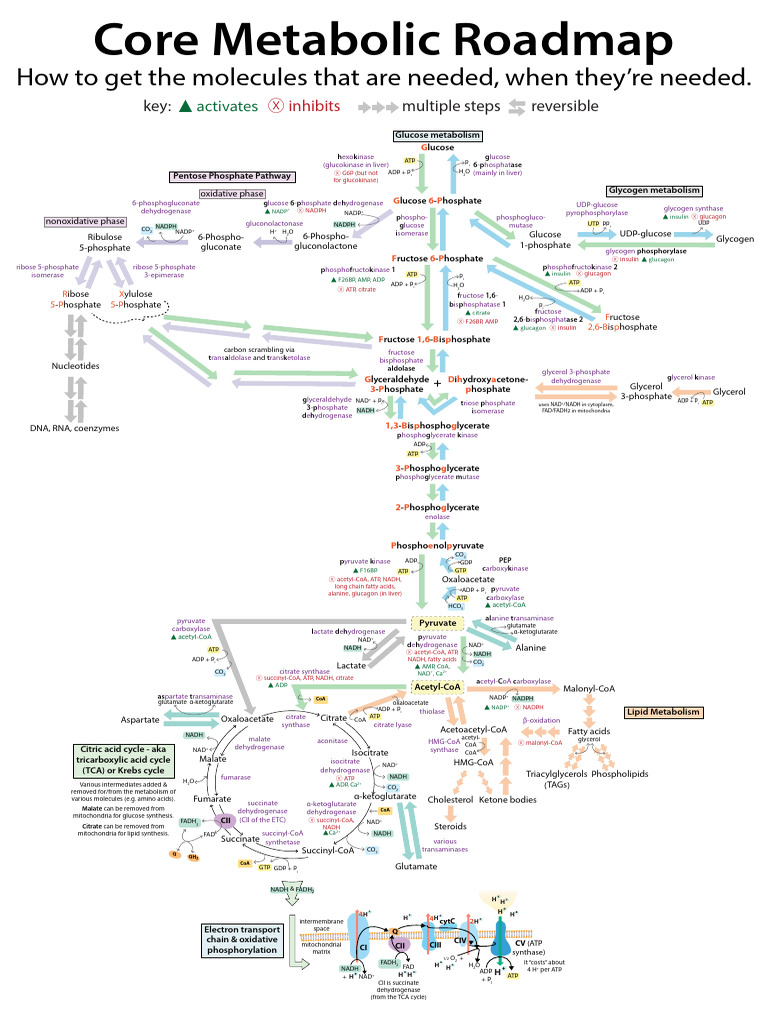 Core Metabolic Roapmap Poster 2 | PDF