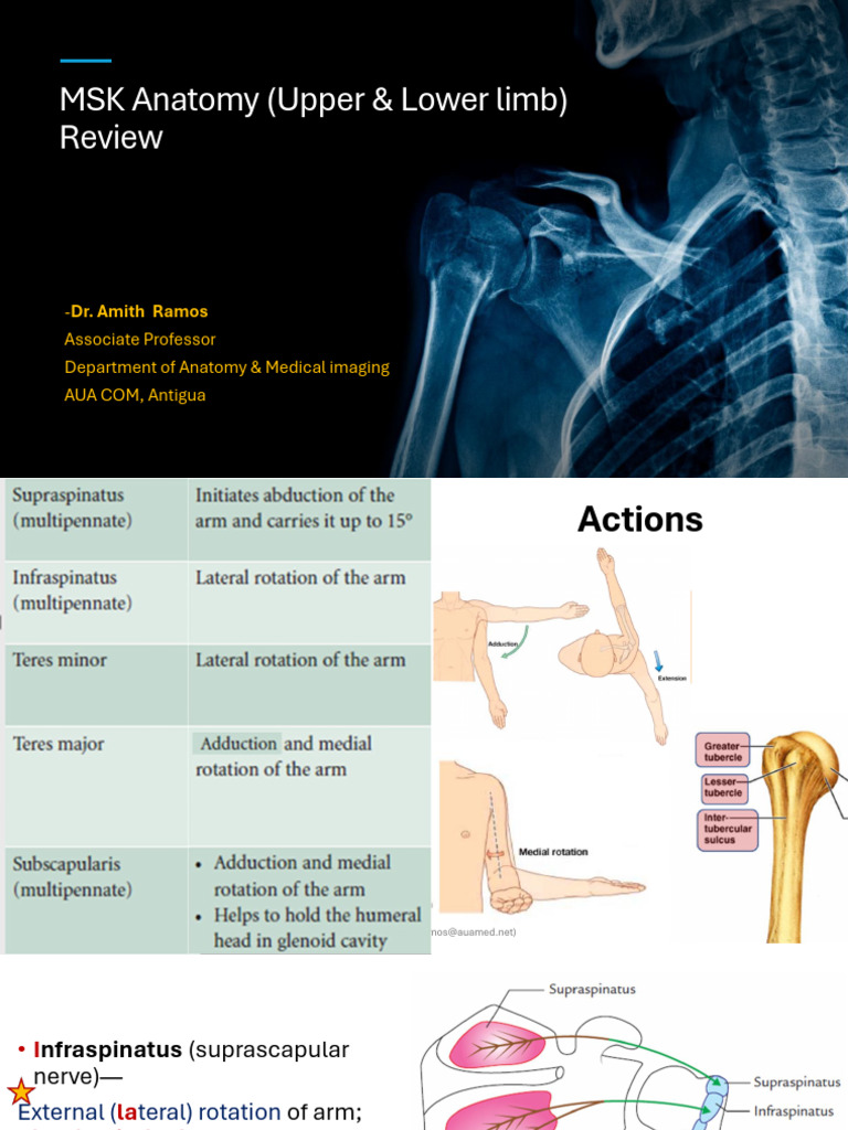 MSK Anatomy (Upper & Lower limb) Review slides | PDF