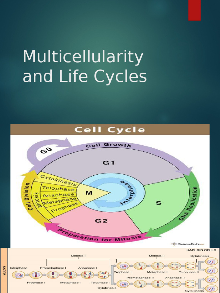 History report | PDF