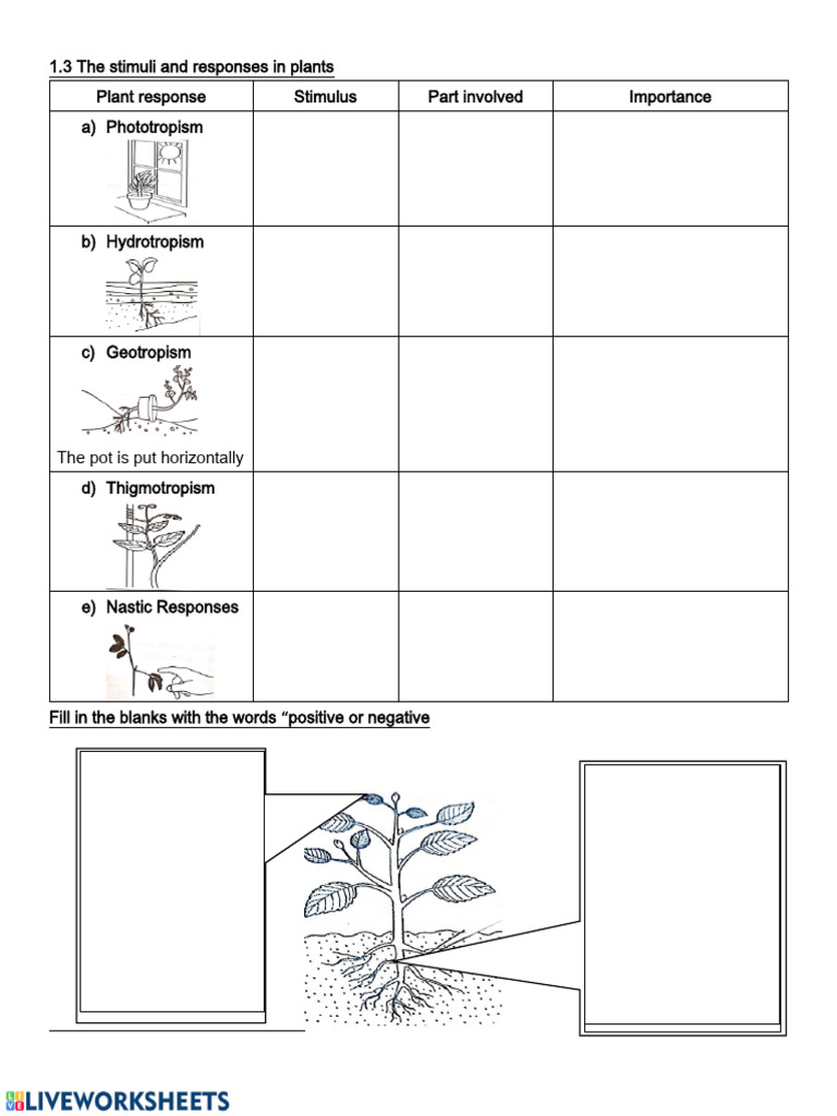 Tropism Worksheet | PDF