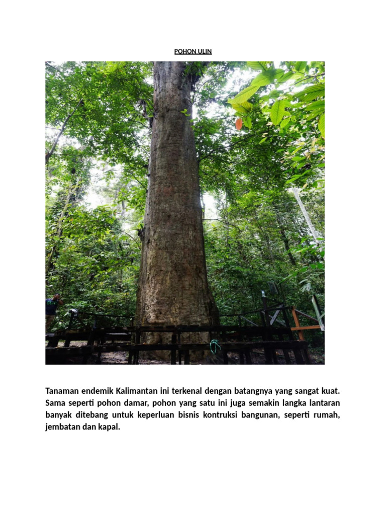 Pohon Ulin | PDF