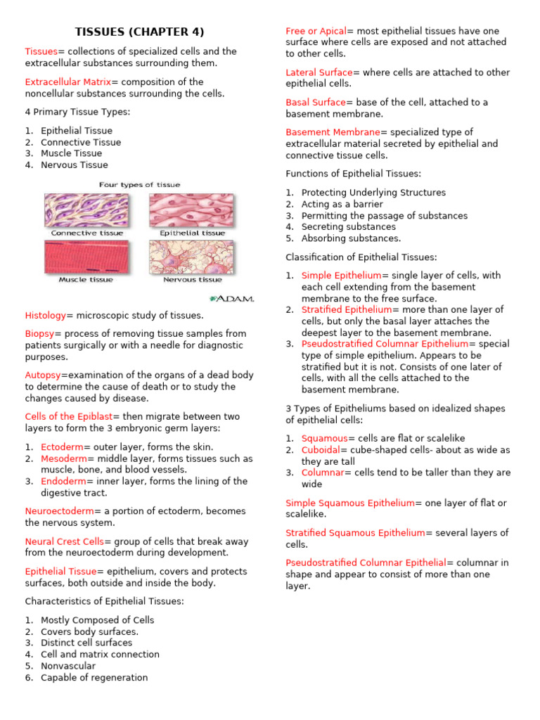 Chapter 4 Tissues | PDF