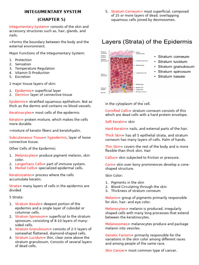 Chapter 5 Integumentary System | PDF