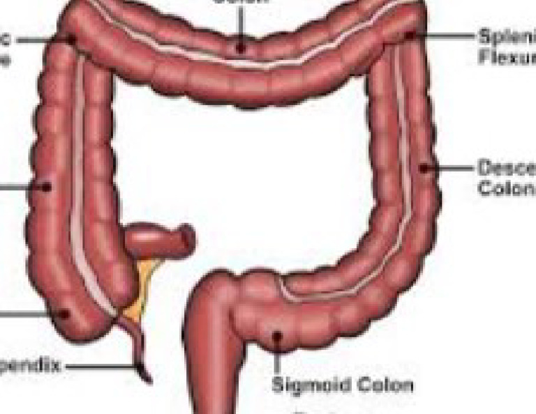 Intestines Diagram | PDF