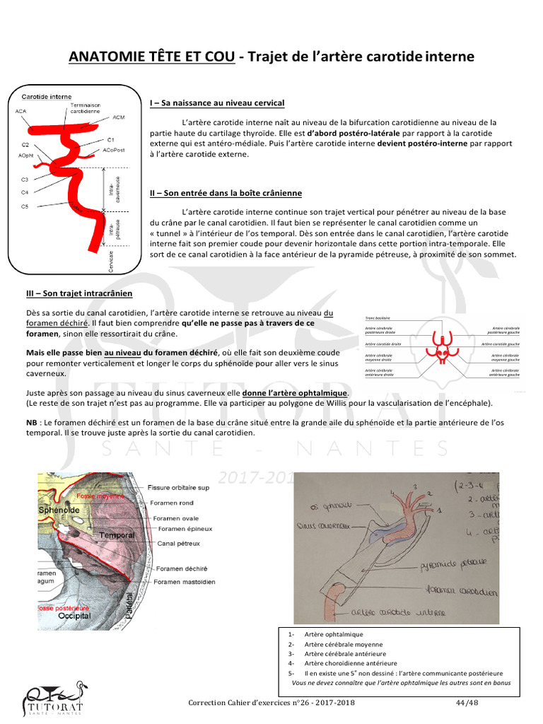 Anatomie-TC-Trajet-artere-carotide-interne | PDF