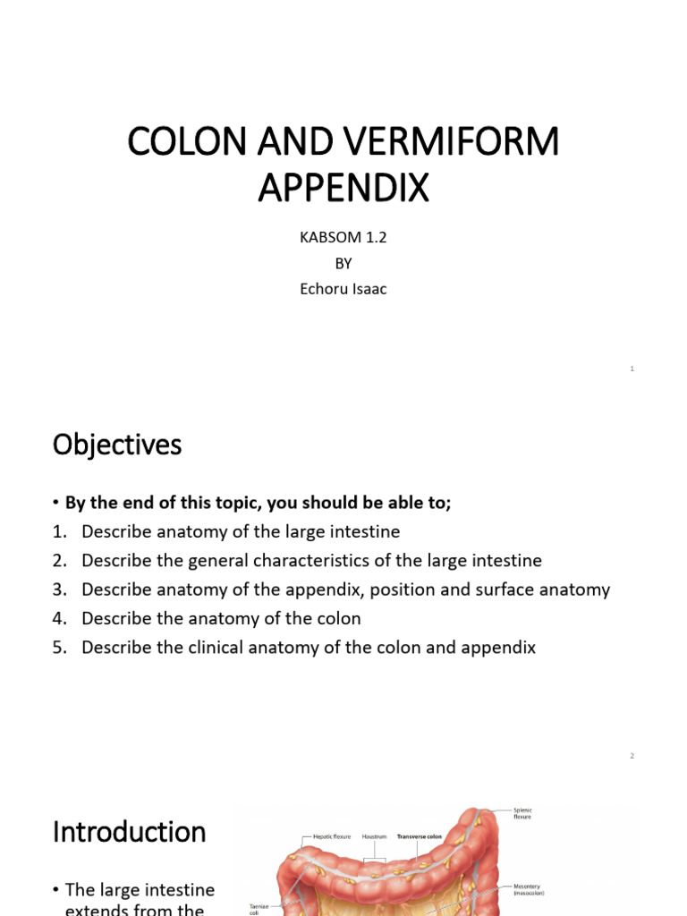 Colon and Appendix | PDF
