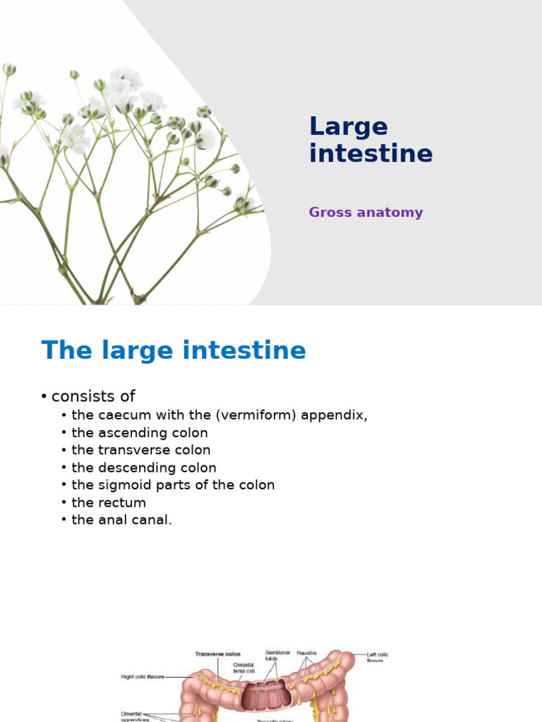 Gross Anatomy of Large Intestine | PDF