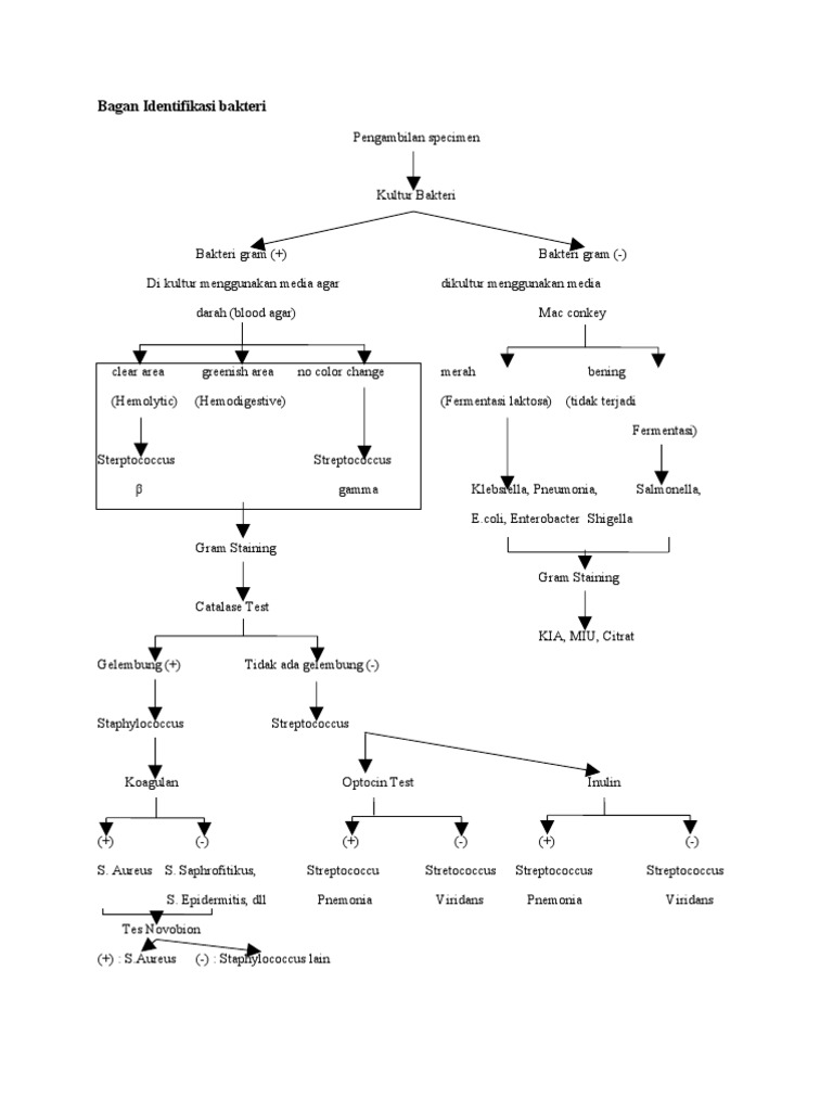 Identifikasi Bakteri