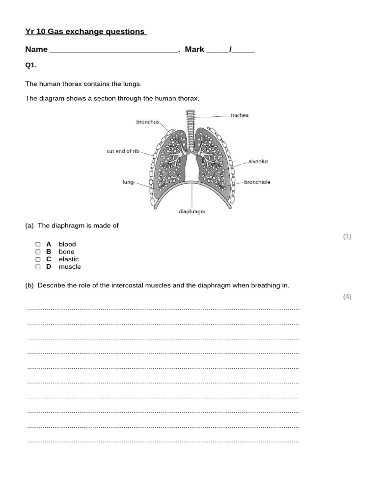 Gas Exchange Quiz 2024 2 | PDF