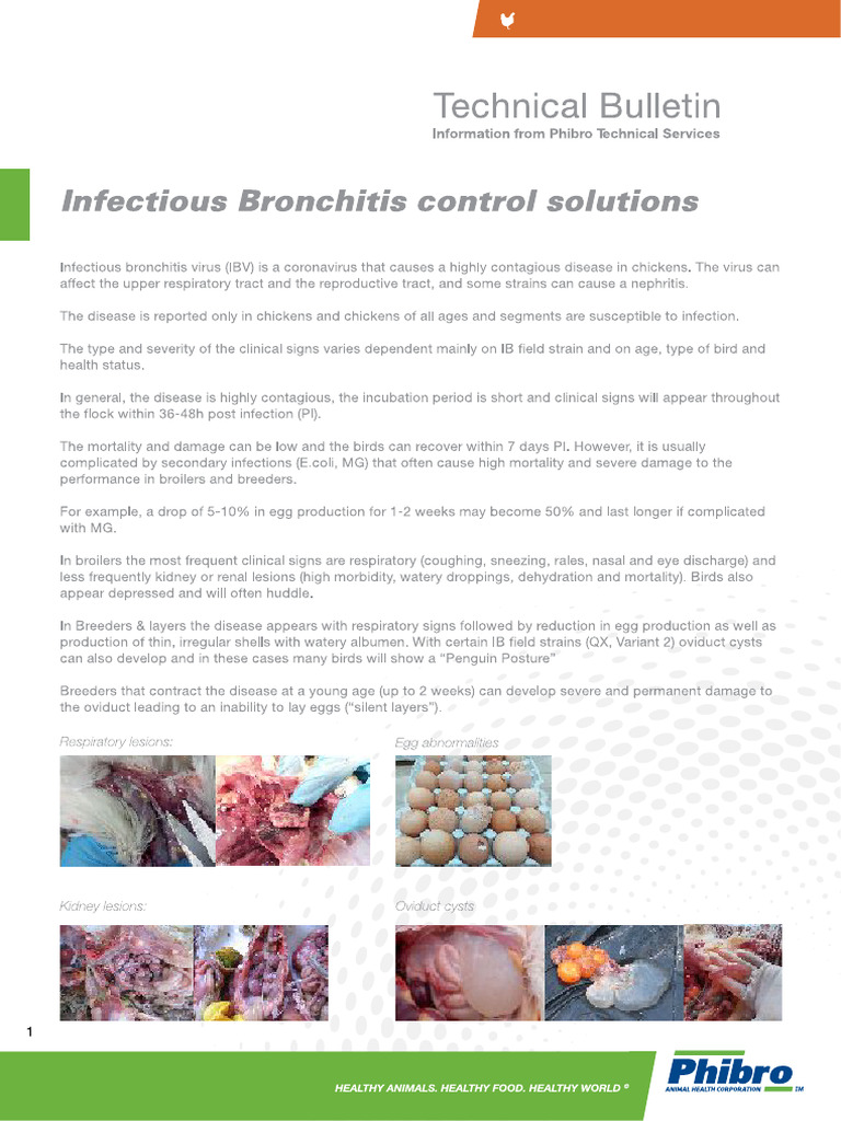 Infectious Bronchitis Brochure March 2020 | PDF