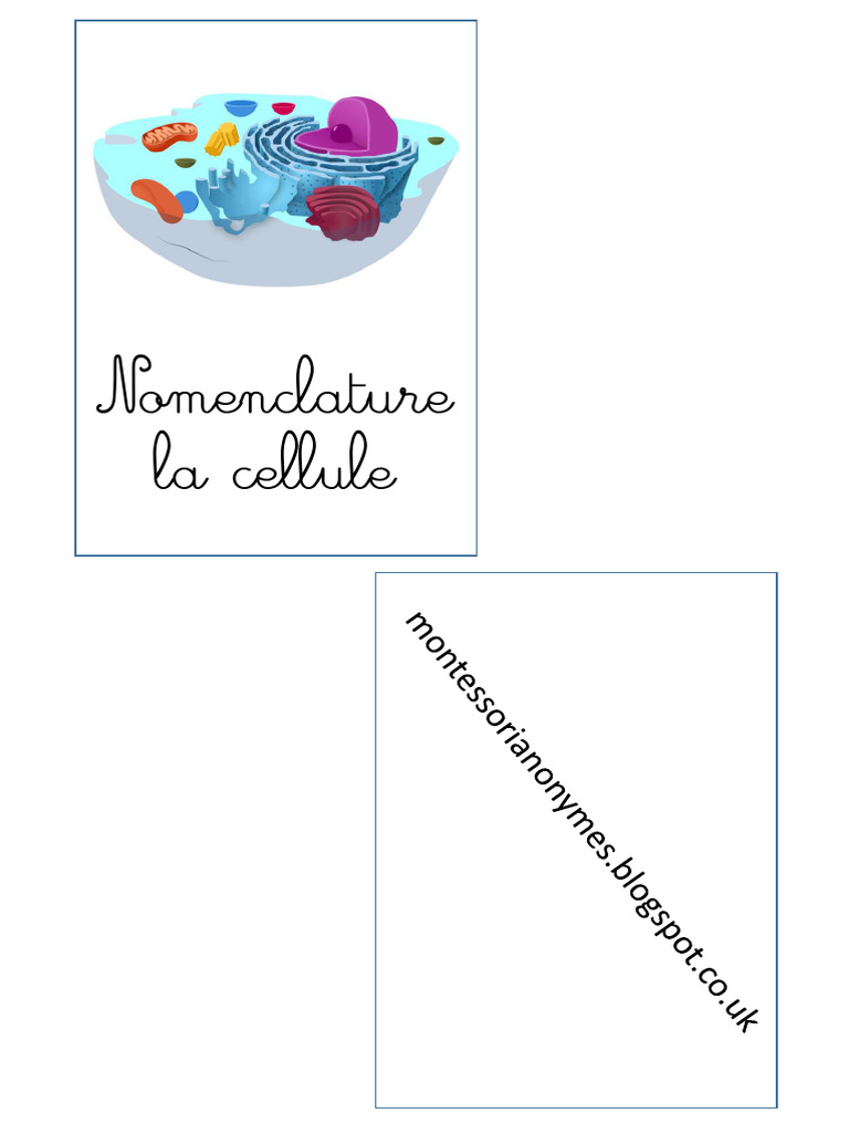 Carte Nomenclature Cellule Animale Cursives | PDF