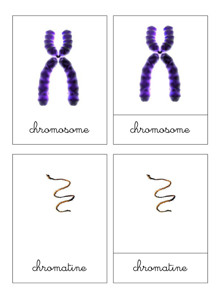 Cartes Nomenclature Chromosome | PDF