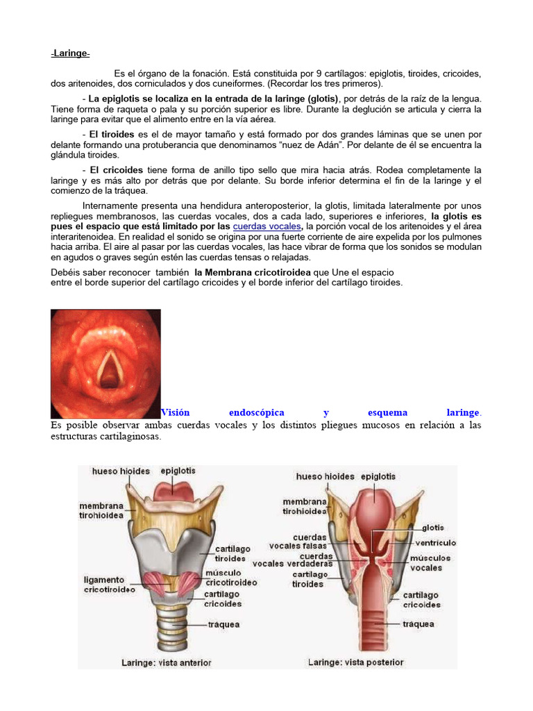 Ampliación Laringe 2019 | PDF