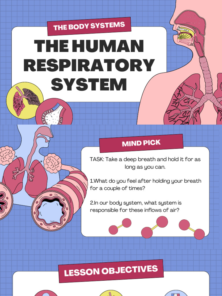 The Human Respiratory System- class copy | PDF