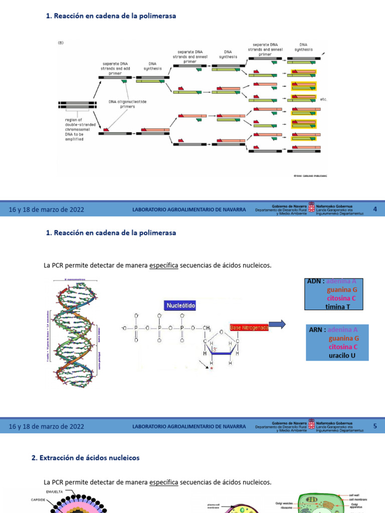 tema 12 PCR EN TIEMPO REAL (1) | PDF