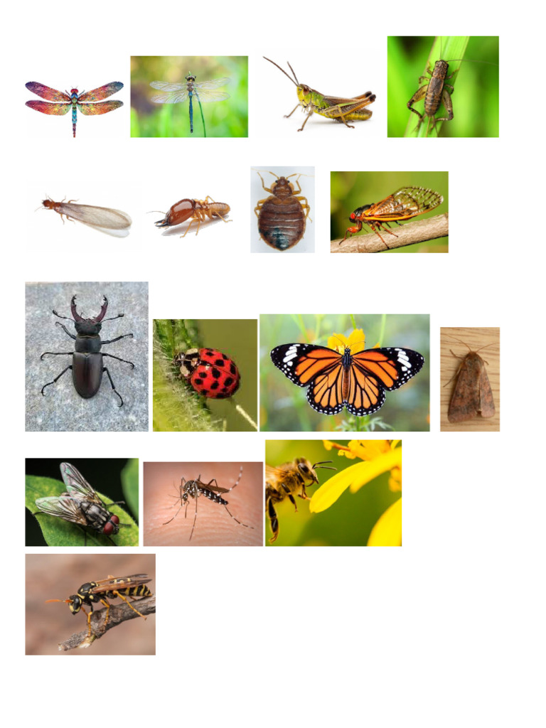 Insectos 2 Tercero Basico | PDF