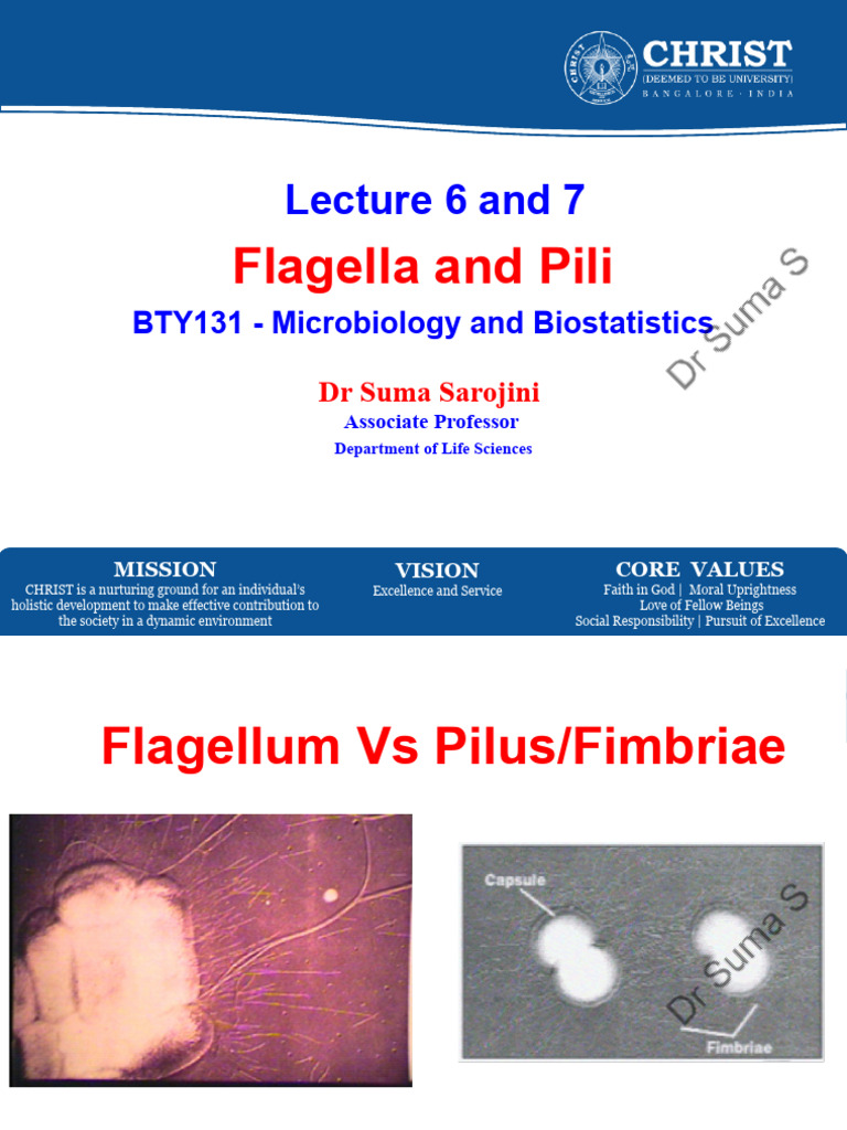 6 and 7 - Flagella and Pili | PDF