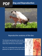 Donkey Reproductive Anatomy Overview | PDF | Vagina | Donkey