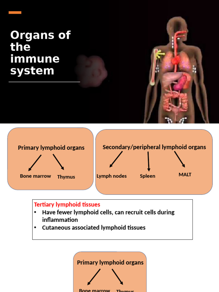 Organs of Immune System | PDF