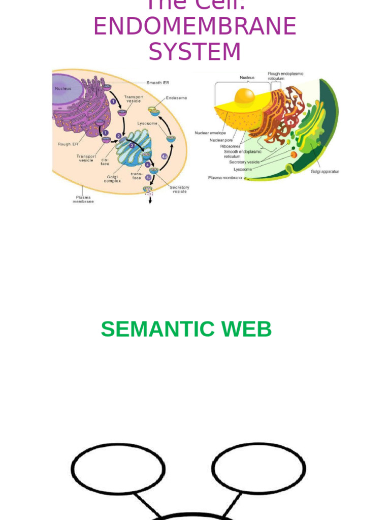 Endomembrane System | PDF