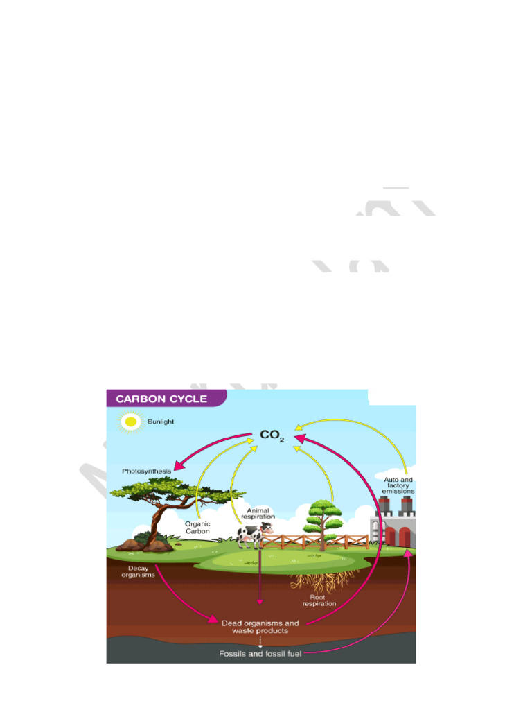 Ecosystem Carbon Nitrogen Cycle 4 | PDF | Ammonia | Nitrogen