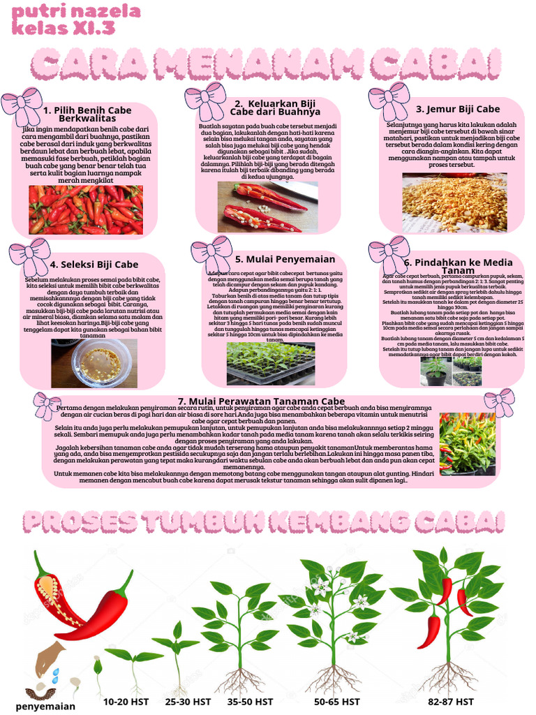 Cara Menanam Cabai - 20240912 - 181343 - 0000 | PDF