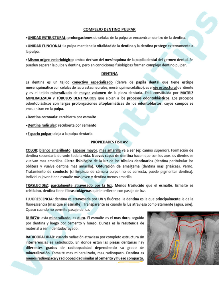 COMPLEJO DENTINO PULPAR (Dentina, Dentinogenesis y Pulpa) | PDF