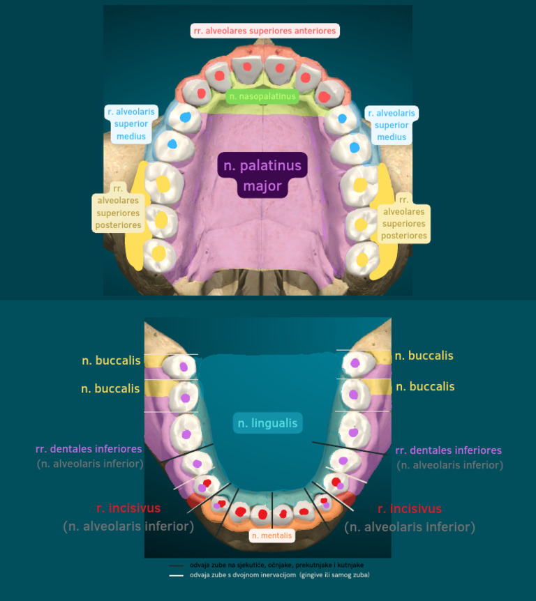 Zubi Inervacija | PDF