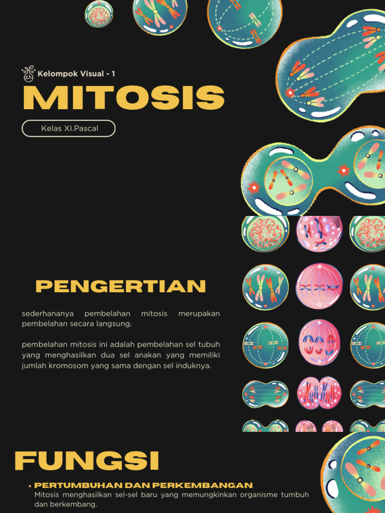 Mitosis Visual 1 | PDF