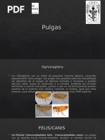 PULICOSIS | PDF
