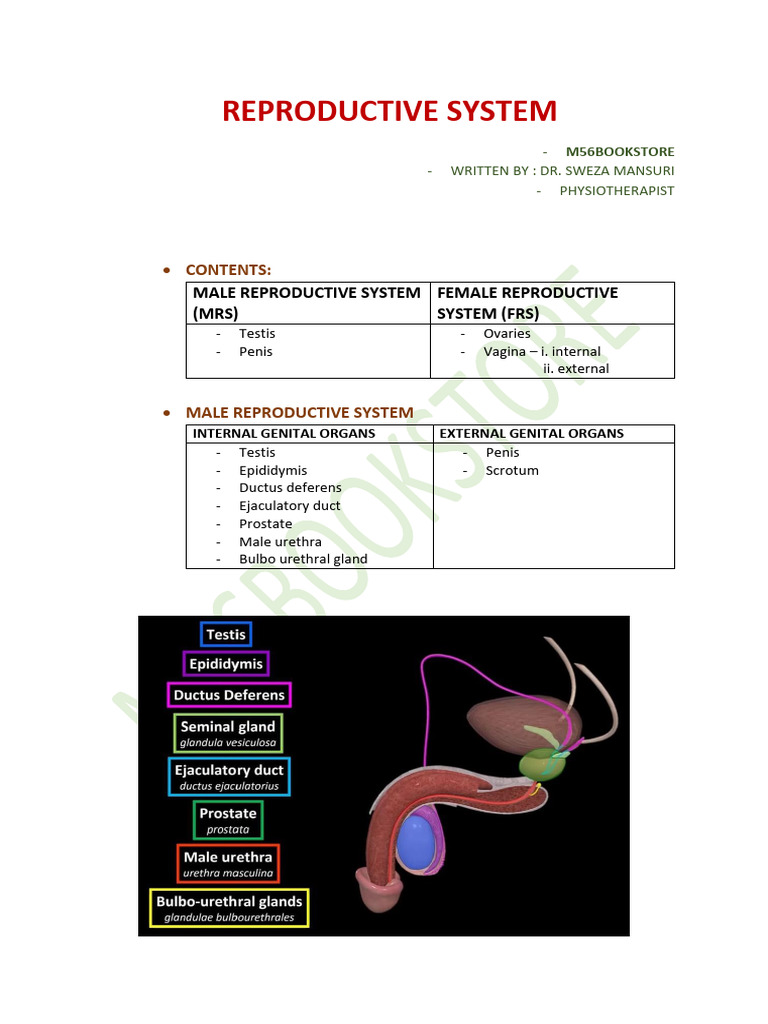 Reproductive System Notes PDF | PDF