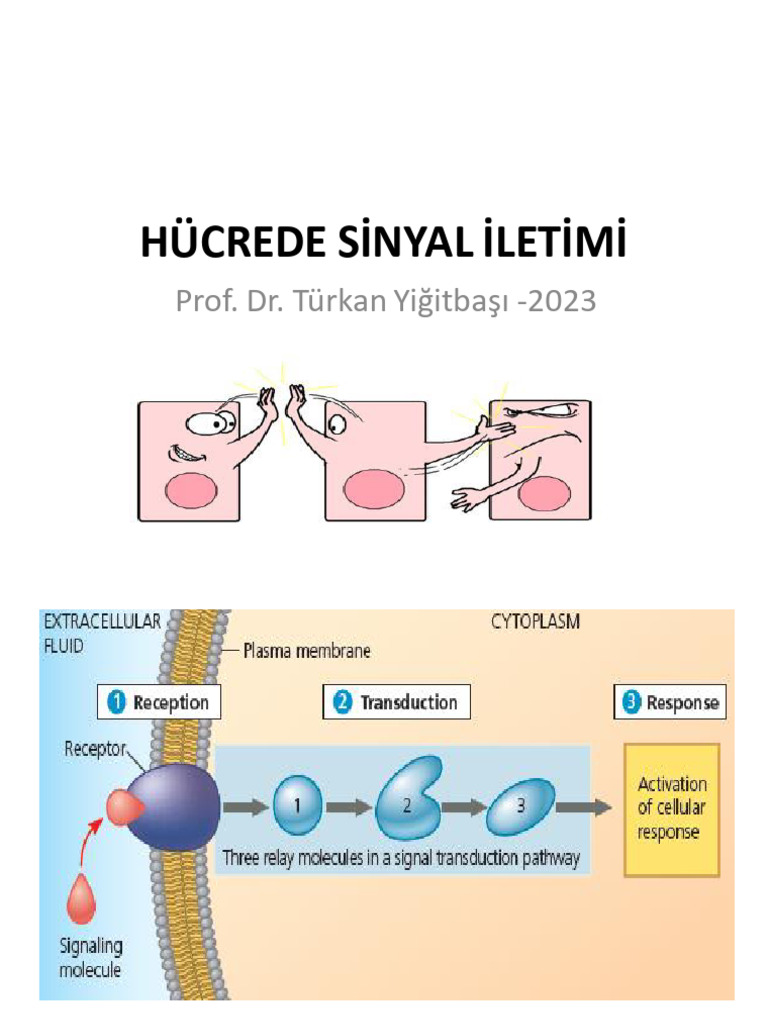 5-Sinyal İletimi TY | PDF