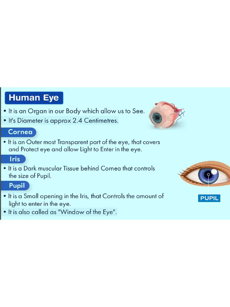 Human Eye | PDF