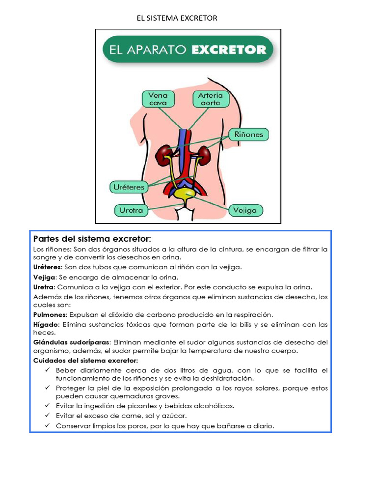 El Sistema Excretor | PDF | Sistema urinario | Riñón