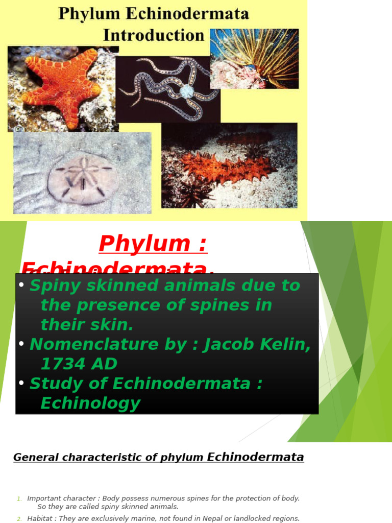 Phylum Echinodermata | PDF