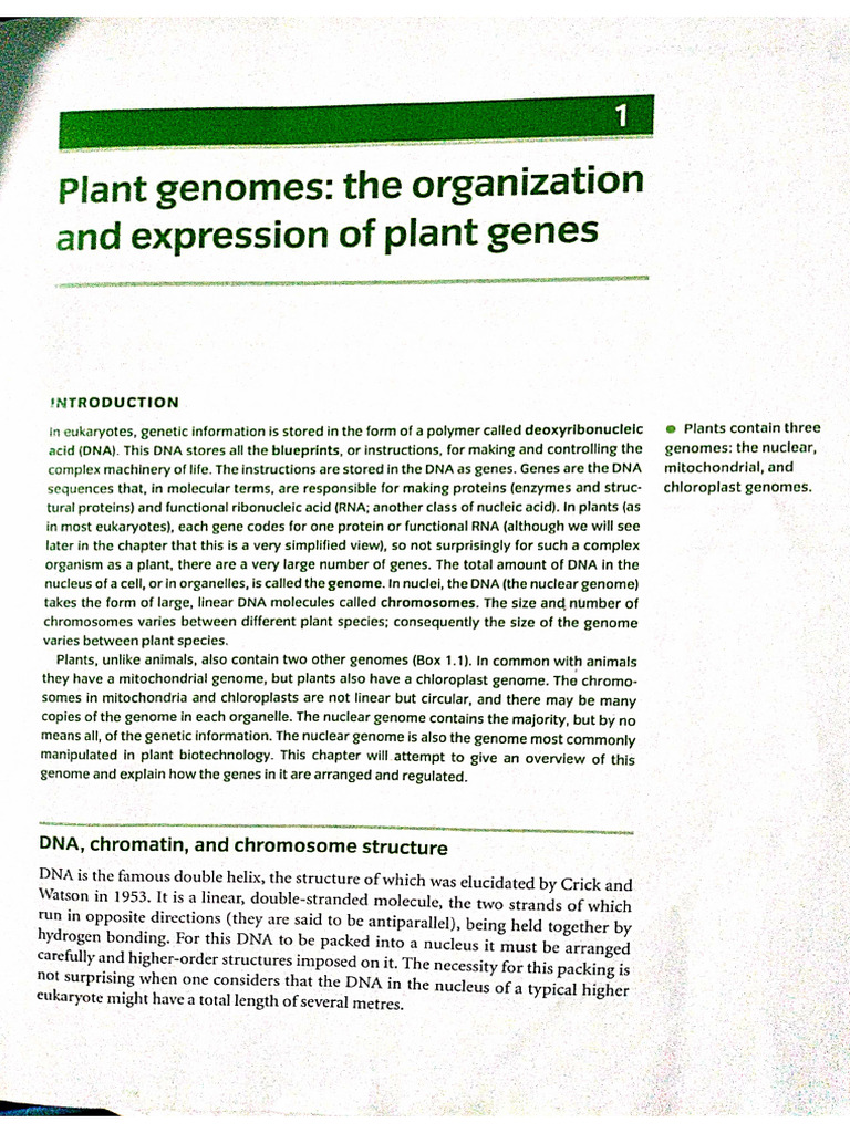 Eukaryotic Genome Organization | PDF