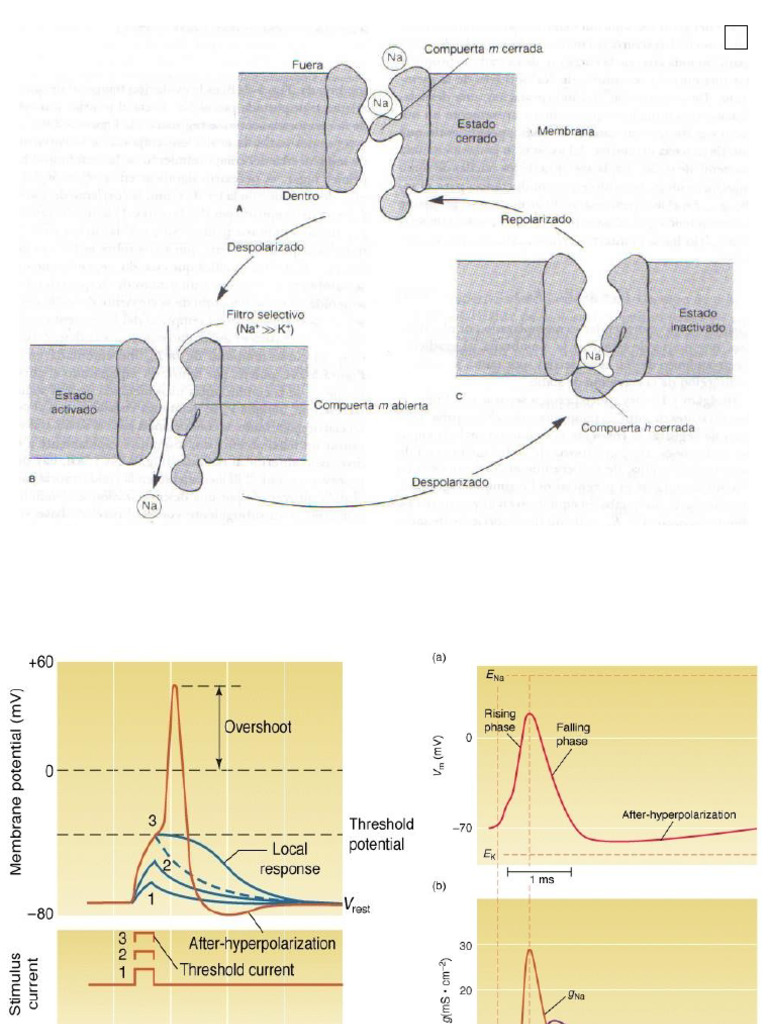 TEO 2- Potencial de Acción y Sinapsis | PDF