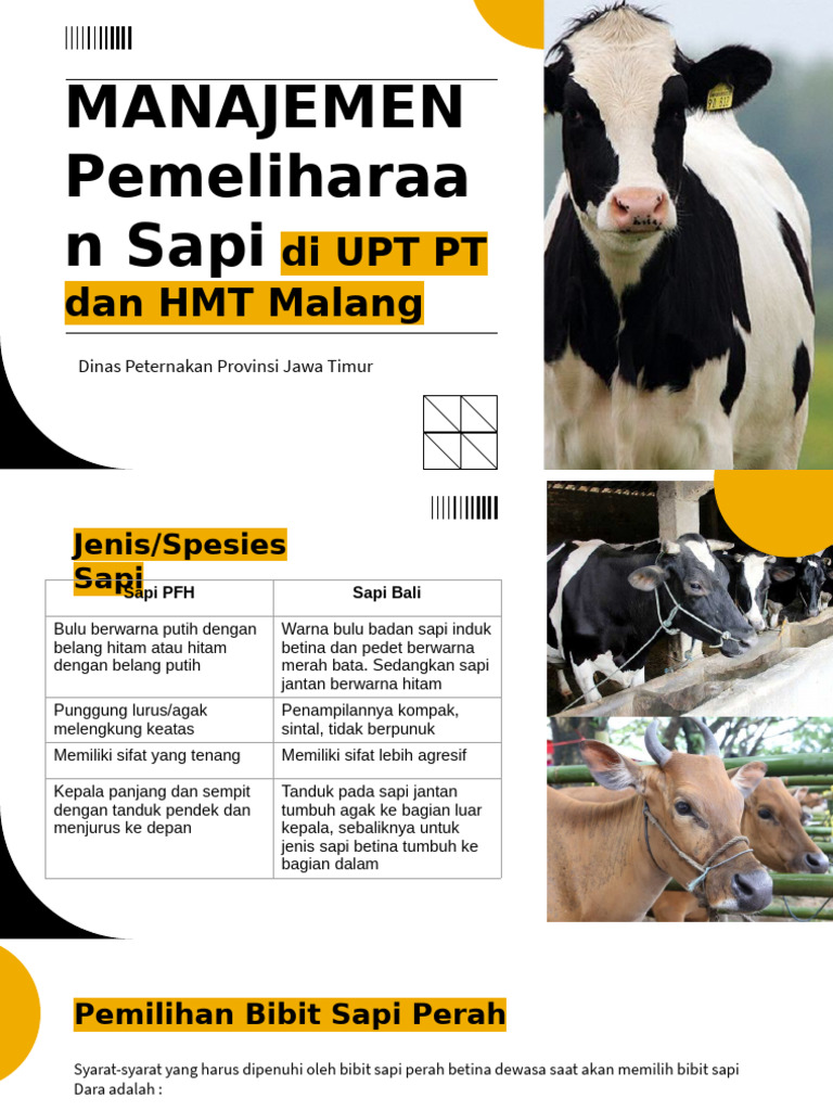 Dey Manajemen Pemeliharaan Sapi Perah | PDF Dey Manajemen Pemeliharaan Sapi Perah | PDF