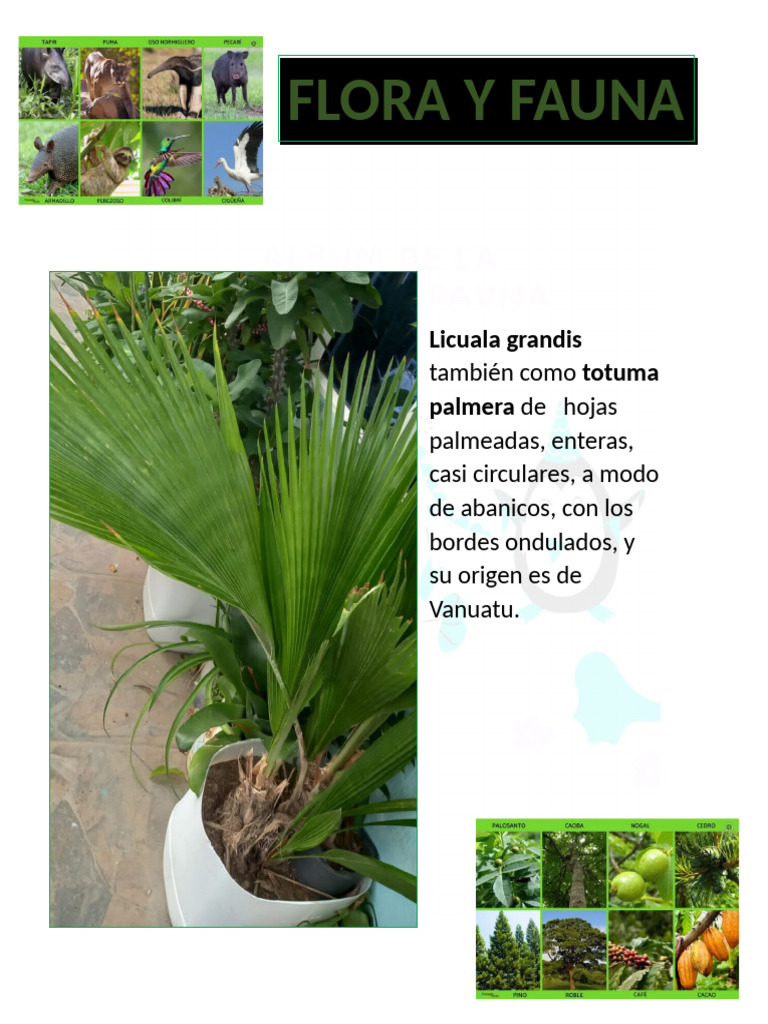 Album de Fauna y Flora | PDF | Hogar, jardinería y bricolaje