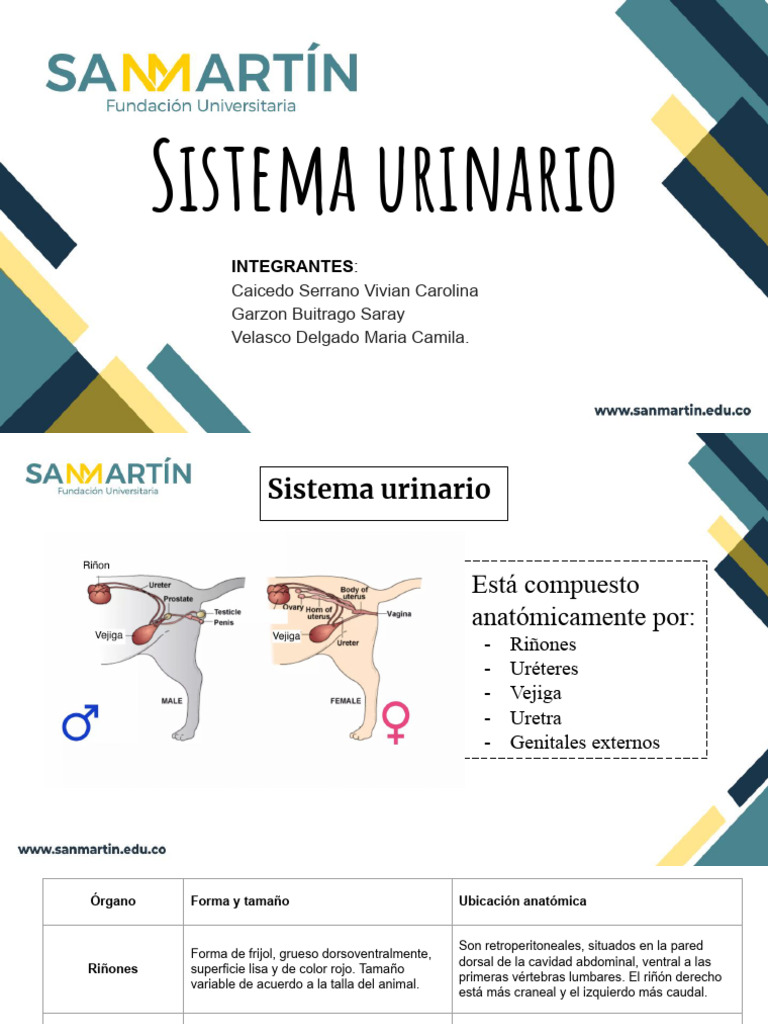 Sistema Urinario | PDF