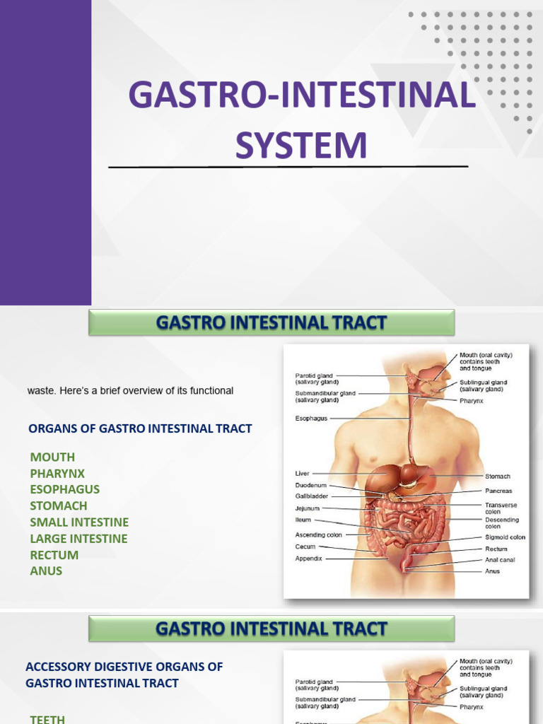 Gastro Intestinal System | PDF