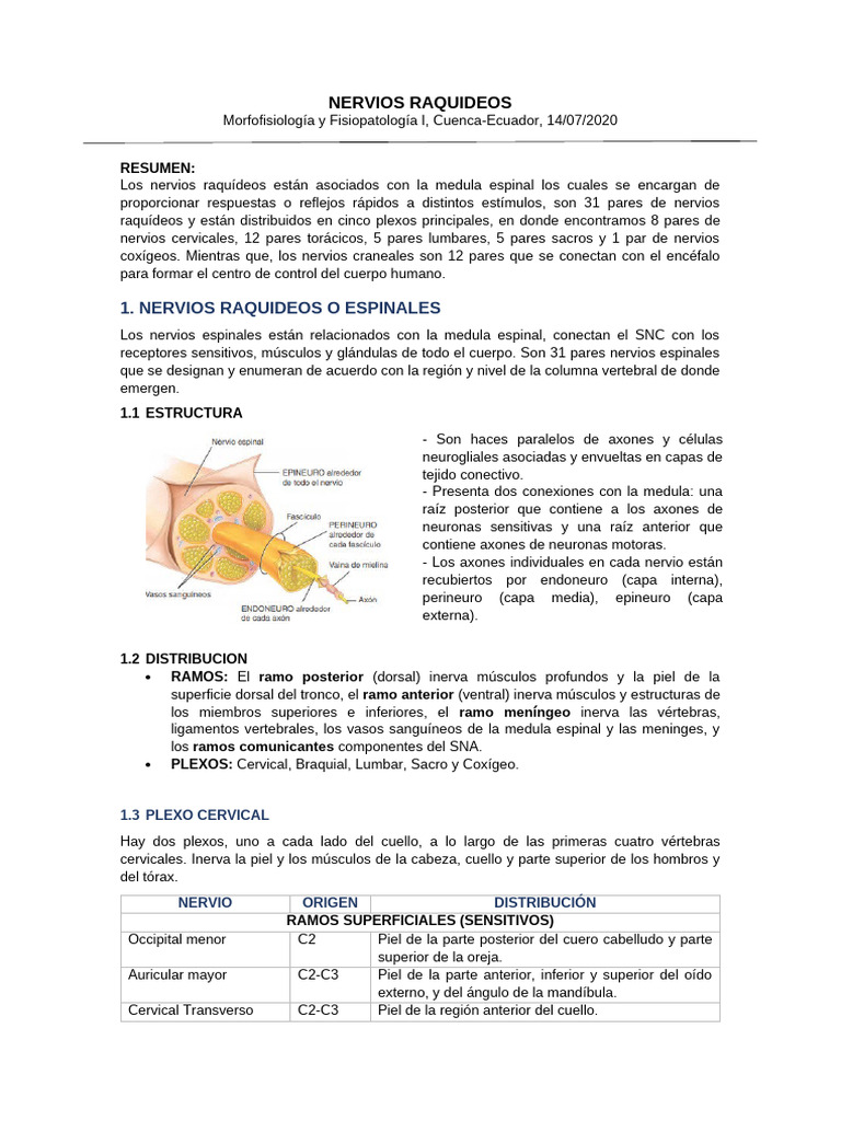 Nervios Raquideos | PDF